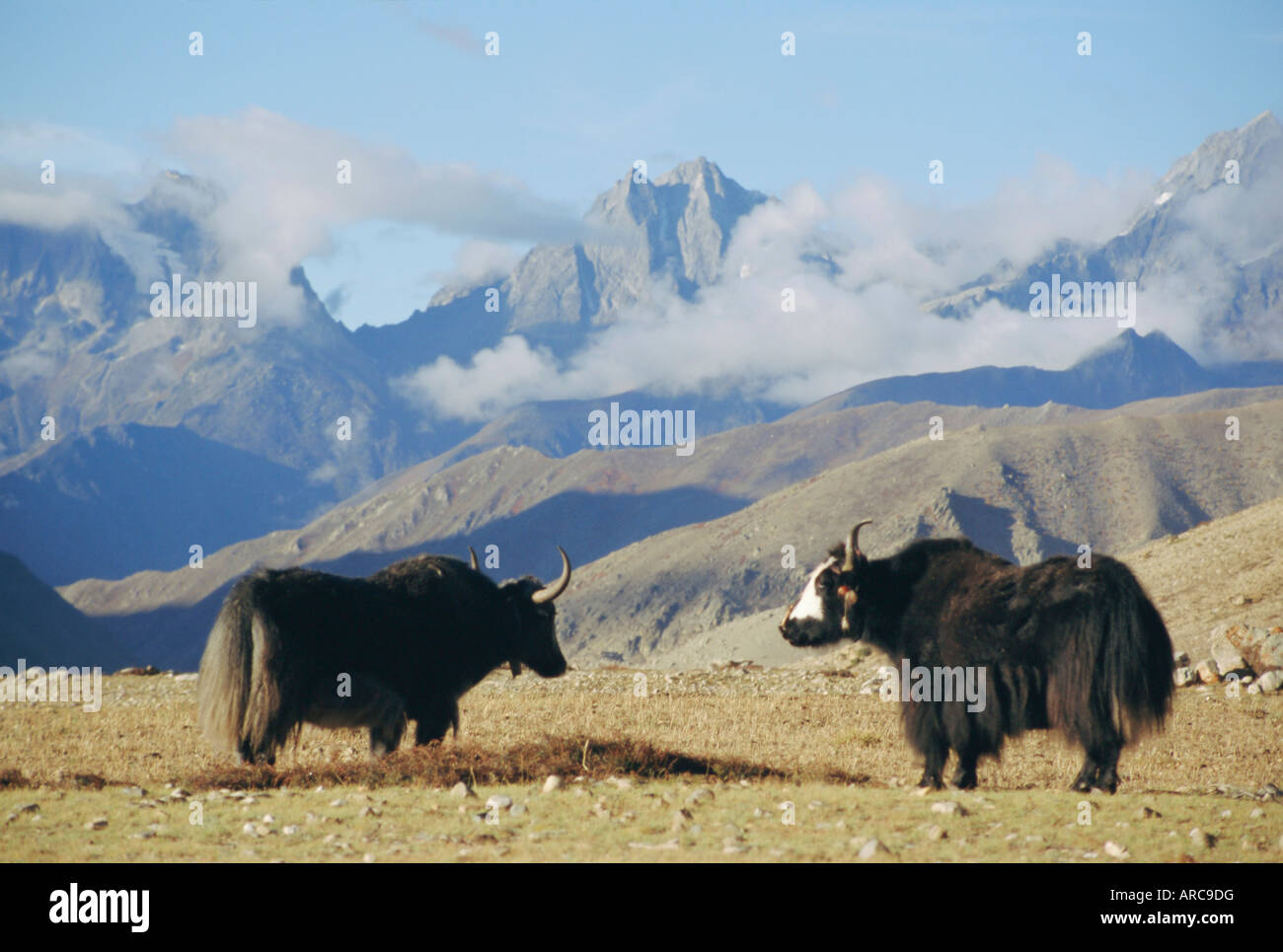 Nyalam hi-res stock photography and images - Alamy