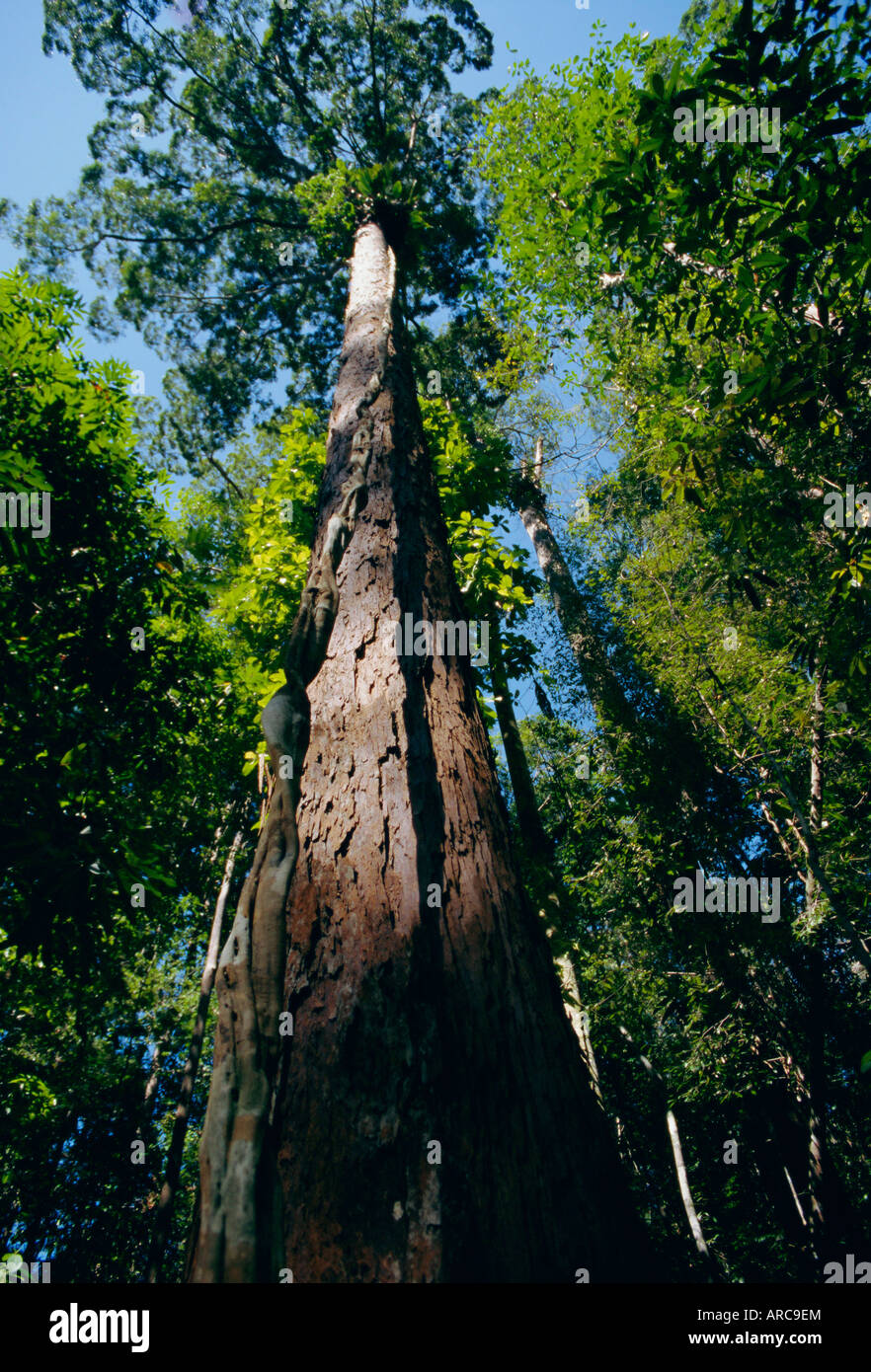 Primary lowland rainforest, Lambir Hills National Park, Sarawak, island ...