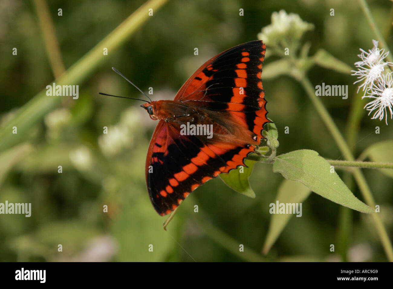 Charaxes lucretius hi-res stock photography and images - Alamy