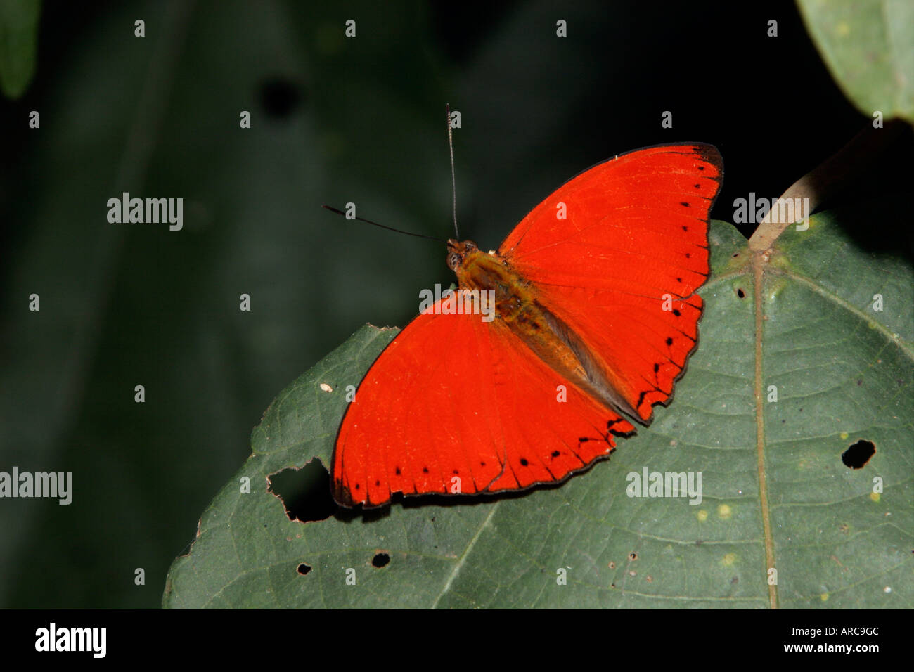 Cymothoe mabillei hi-res stock photography and images - Alamy