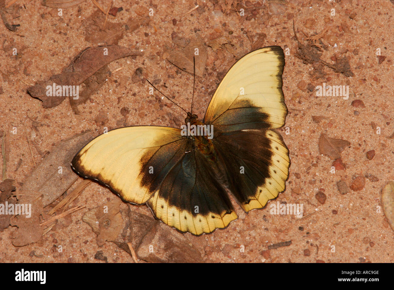 Butterfly Cymothoe fumana Nymphalidae male puddling on damp ground in ...