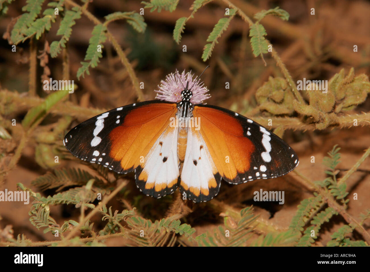 African Butterfly Stock Photos & African Butterfly Stock Images - Alamy