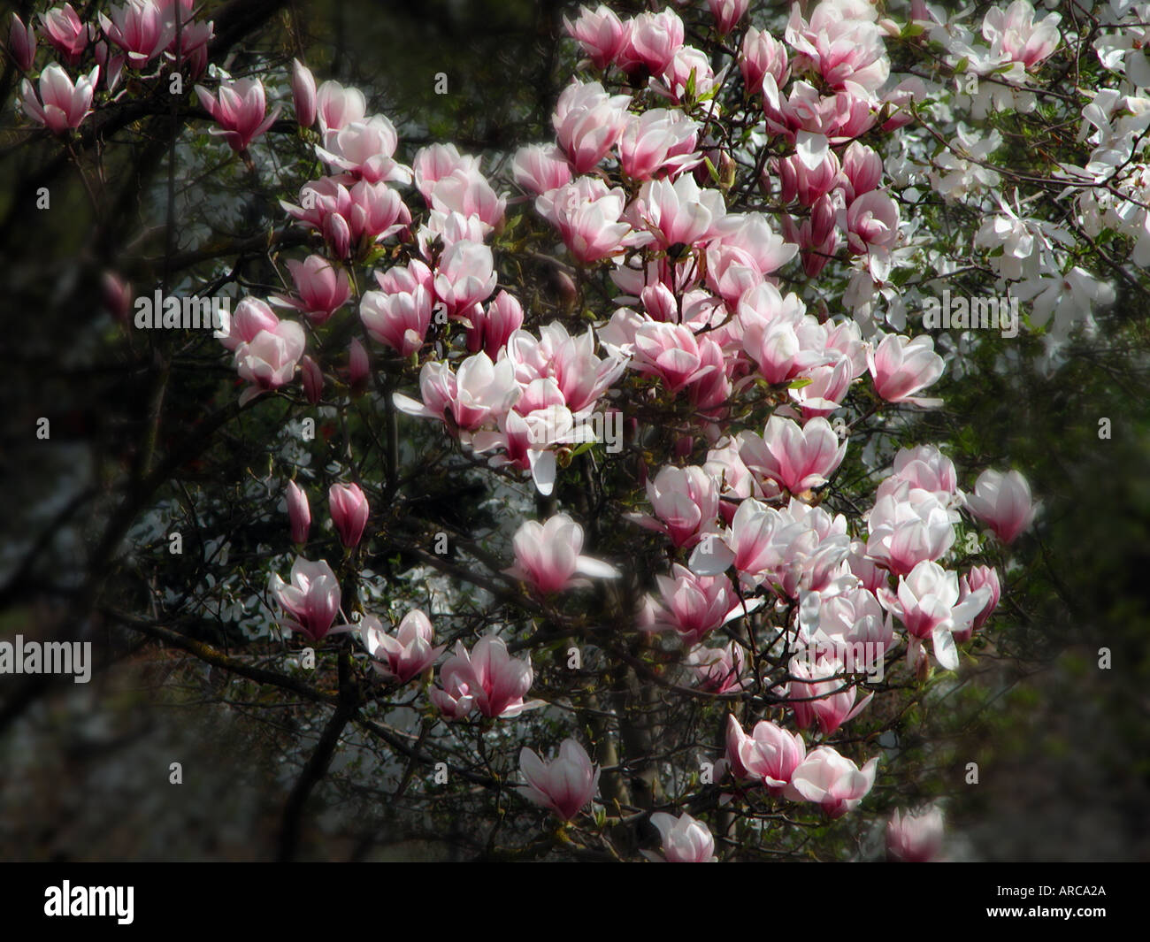 magnolia rustica rubia Campbellii Stock Photo - Alamy