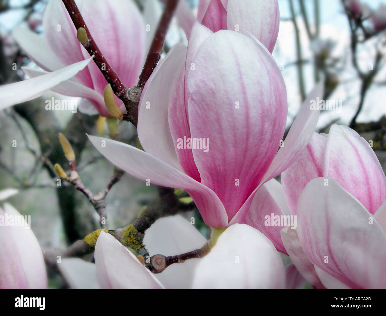 magnolia rustica rubia Campbellii Stock Photo - Alamy