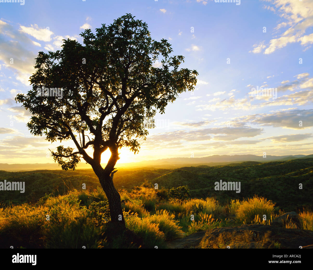 Tree in silhouette at sunrise, Daan Viljoen Game Park, near Windhoek ...