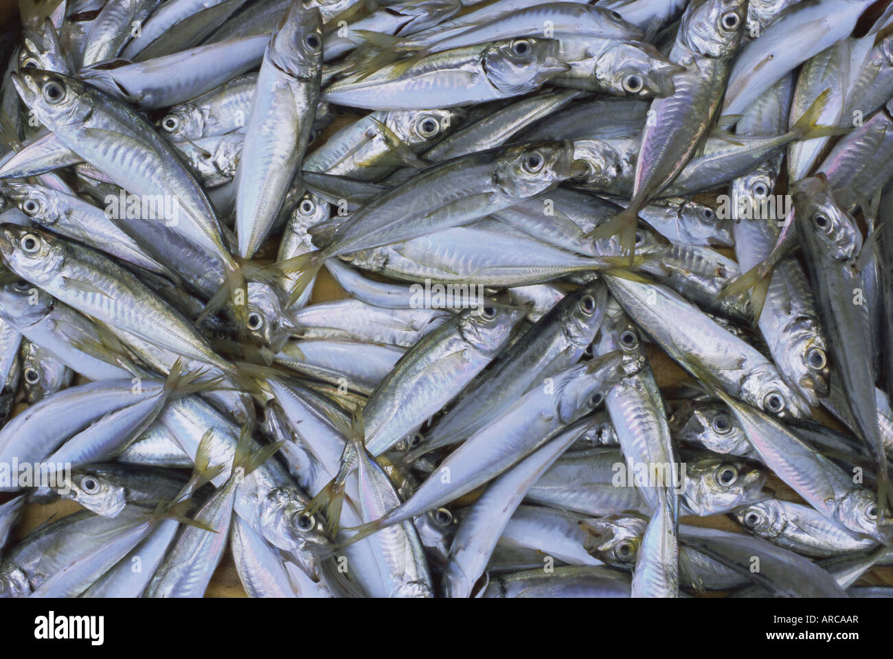 Fish in fish market hi-res stock photography and images - Alamy