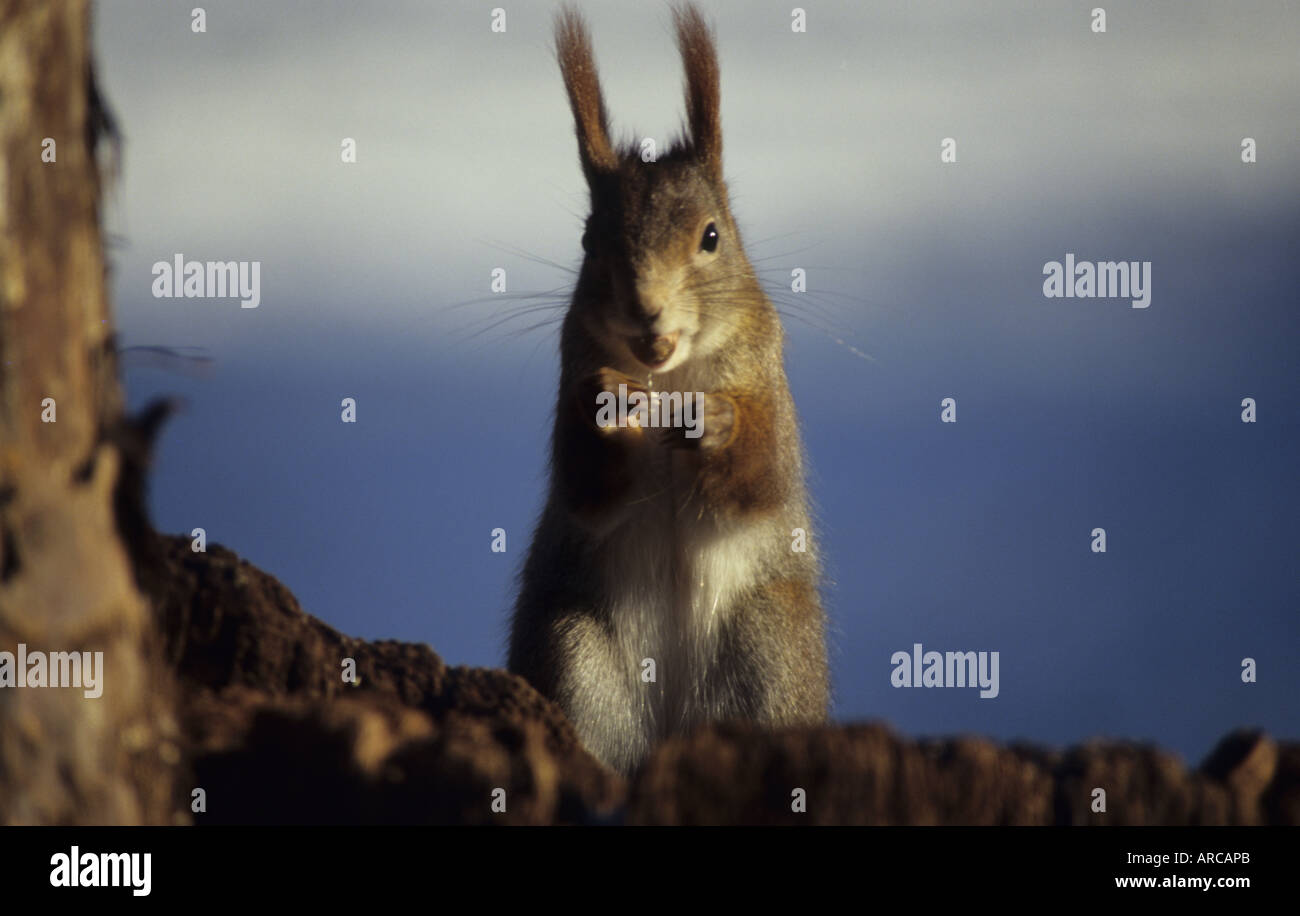 Red squirrels of france hi-res stock photography and images - Alamy