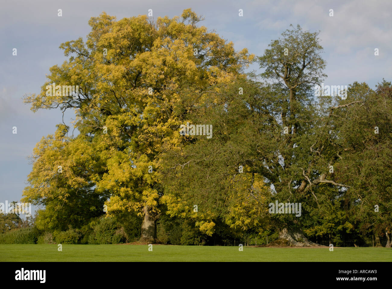 Trees with autumn colours Ash species Brenchley Kent UK Stock Photo - Alamy