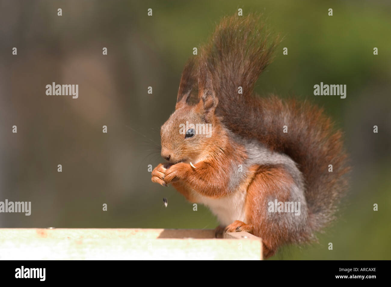 European Squirrel, Eichhörnchen, Sciurus vulgaris, Europe Stock Photo ...