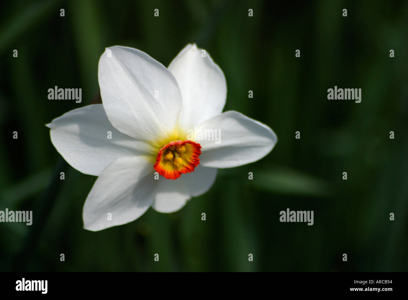 Actea hi-res stock photography and images - Alamy