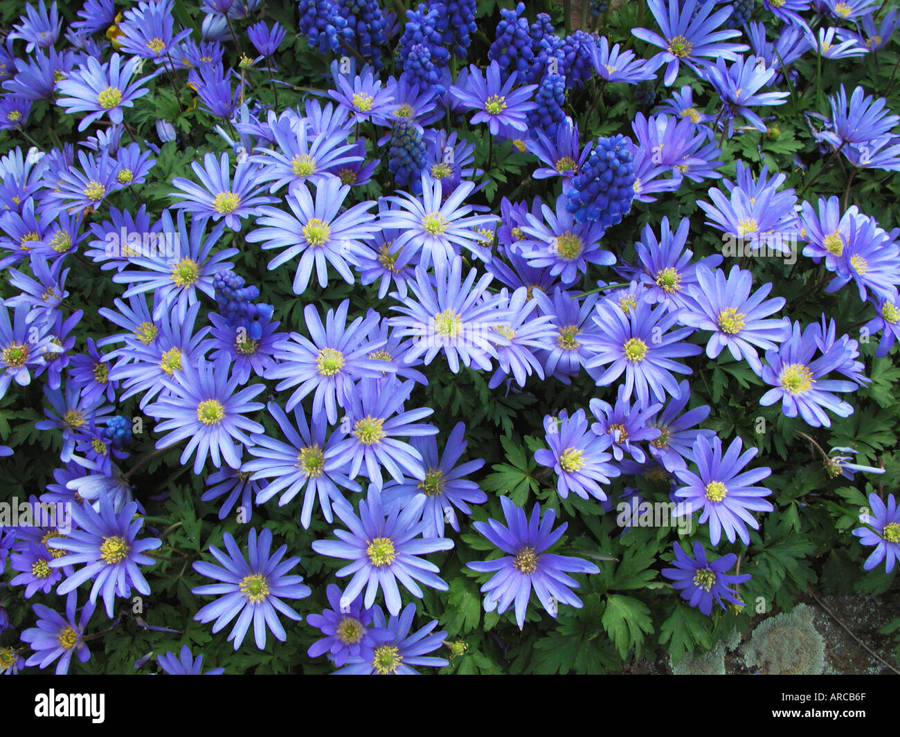 Blue Anemones High Resolution Stock Photography and Images - Alamy
