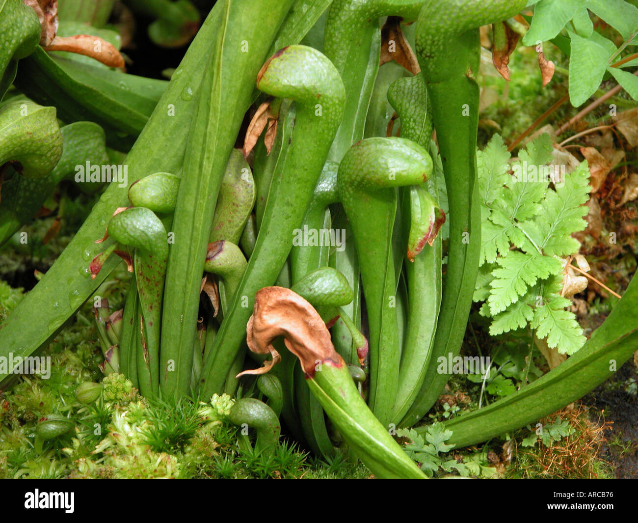 Darlingtonia californica flower hi-res stock photography and images - Alamy