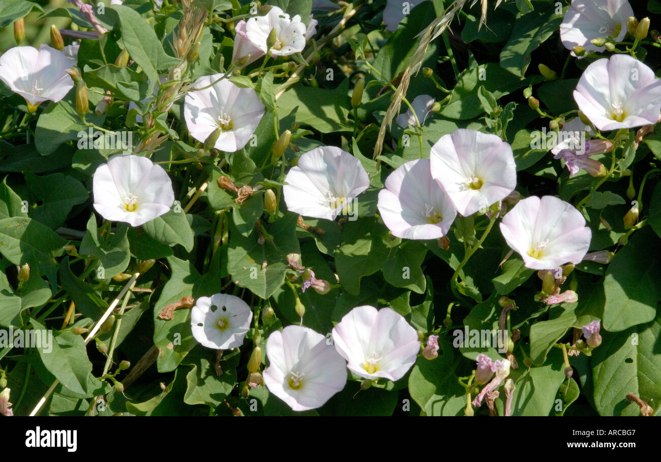 Pink and white flowers of Lesser Bindweed Convolvulus arvensis Stock ...