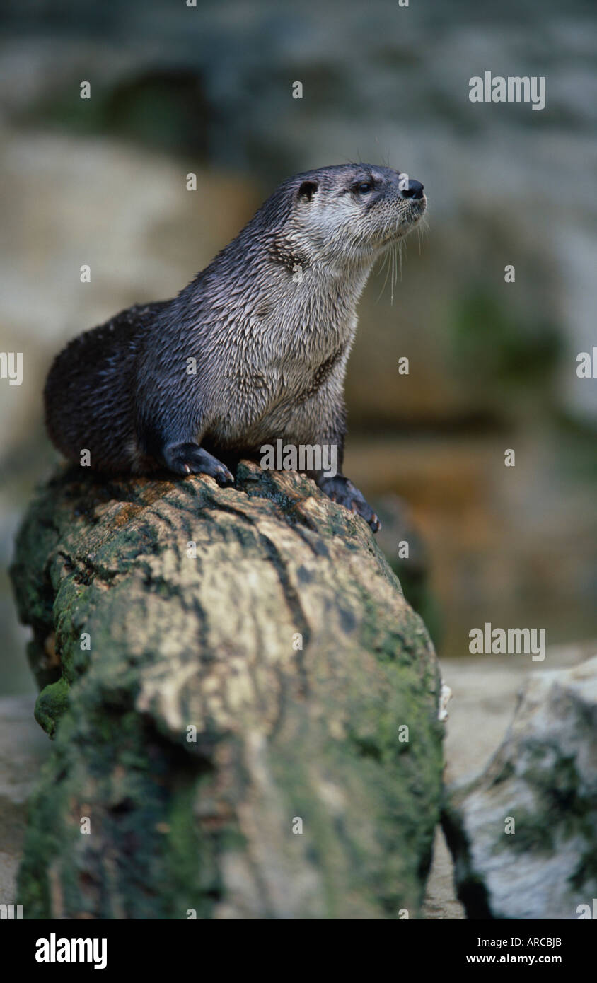 River Otter Lutra canadensis Zoo Stock Photo - Alamy