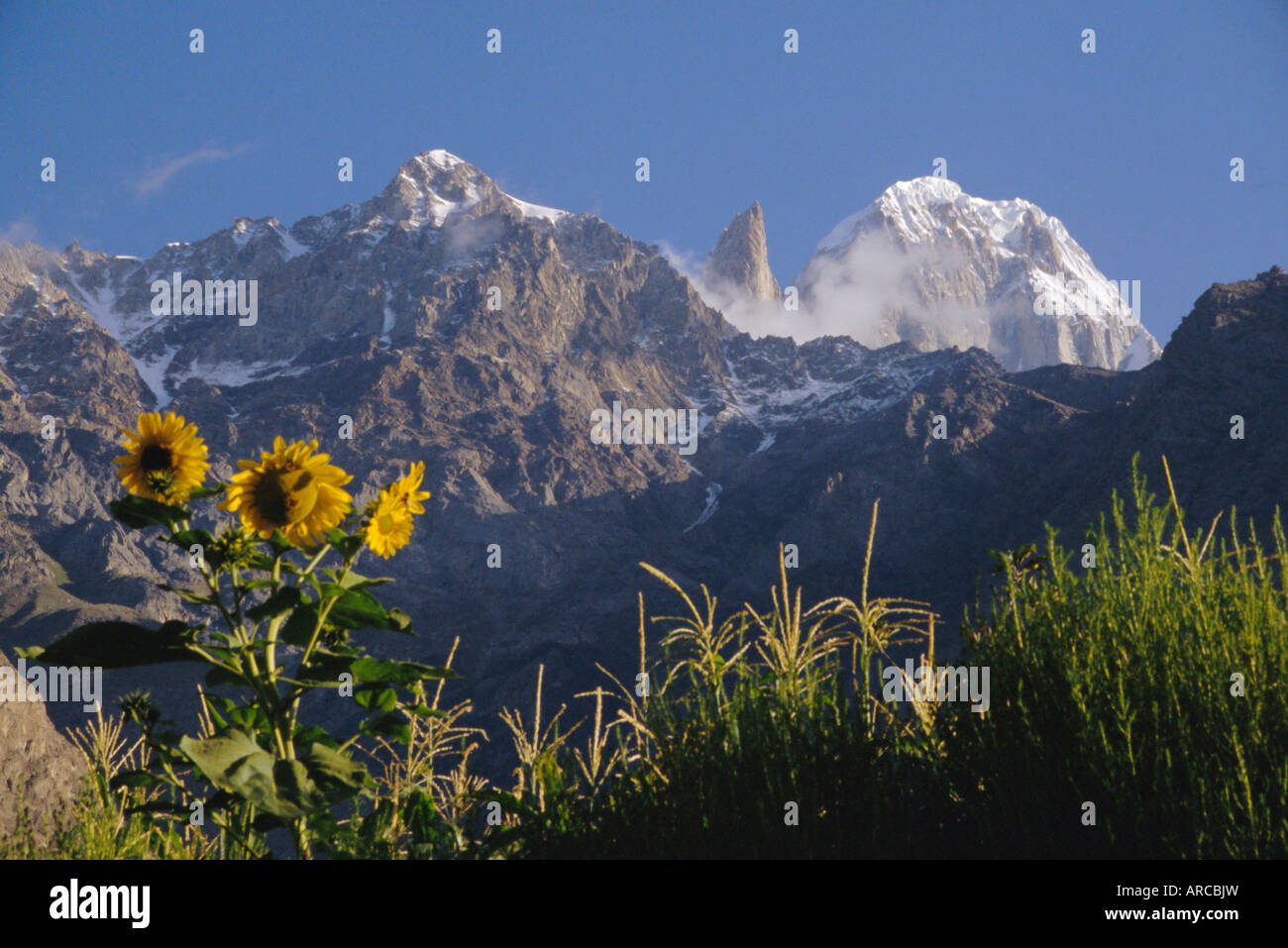 Looking towards Ultar Peak, sunflowers in the foreground, Hunza Valley ...