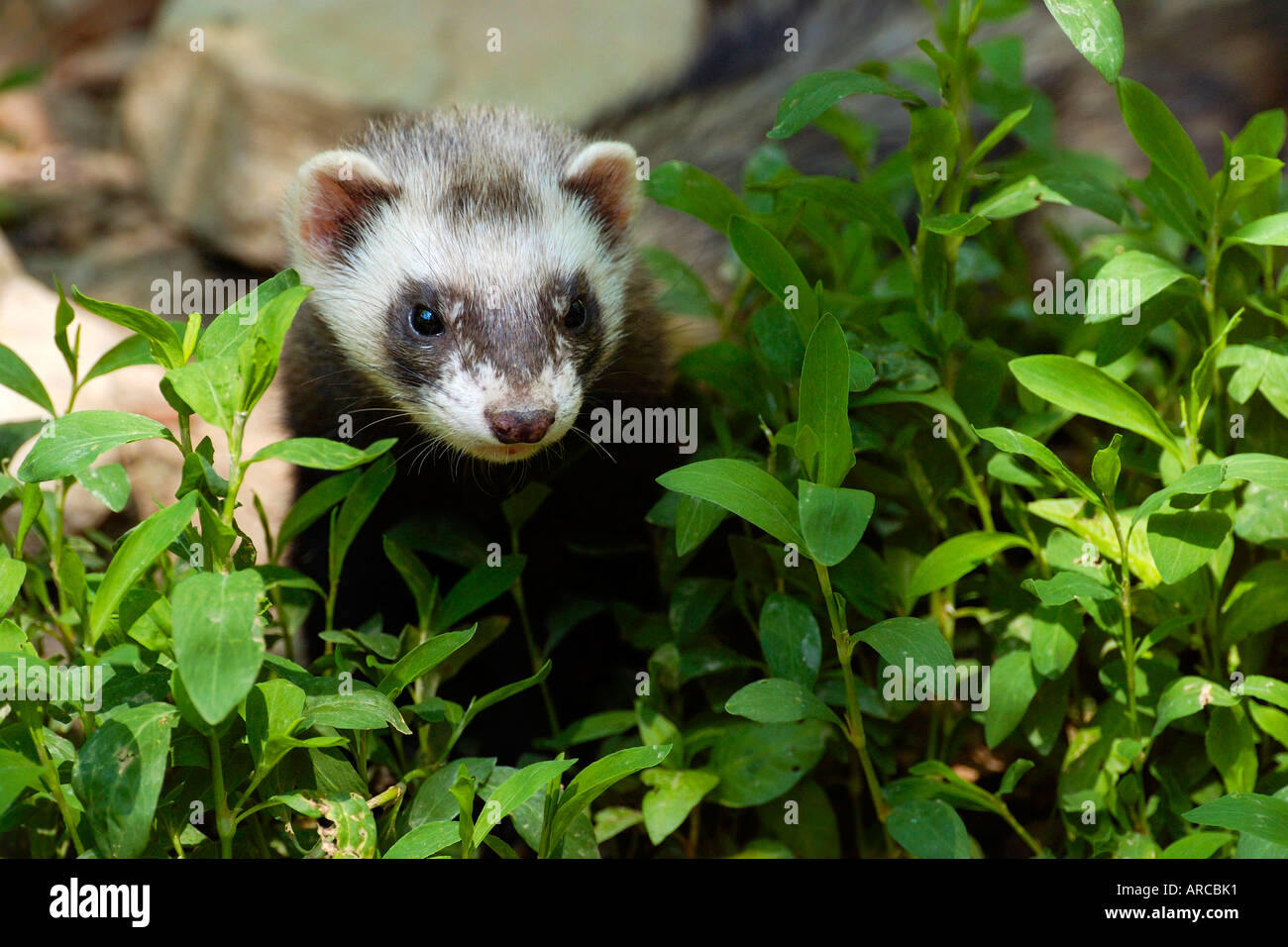 Frettchen hi-res stock photography and images - Alamy
