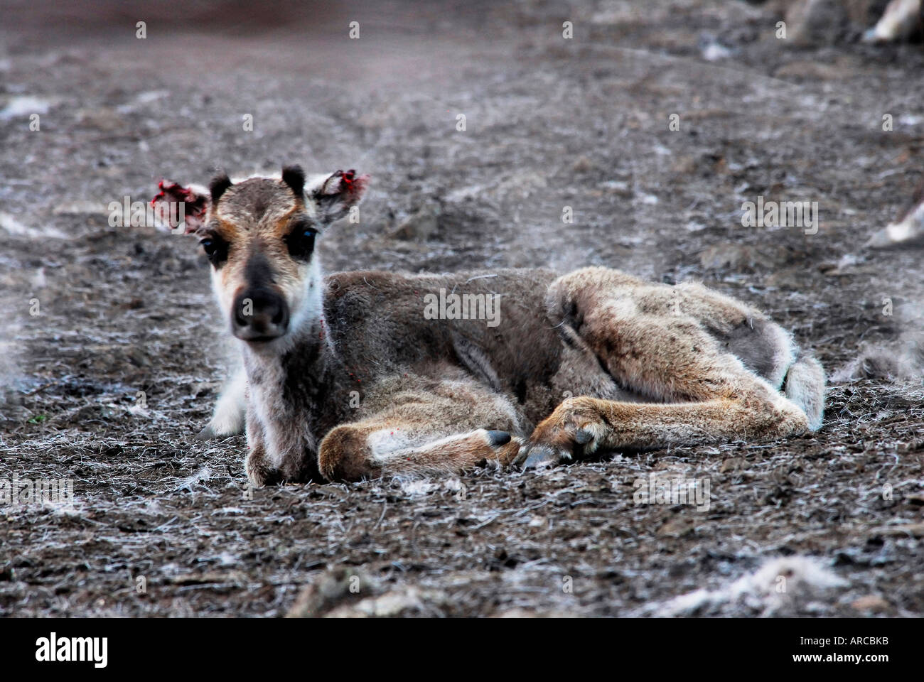 Rentier jung hi-res stock photography and images - Alamy