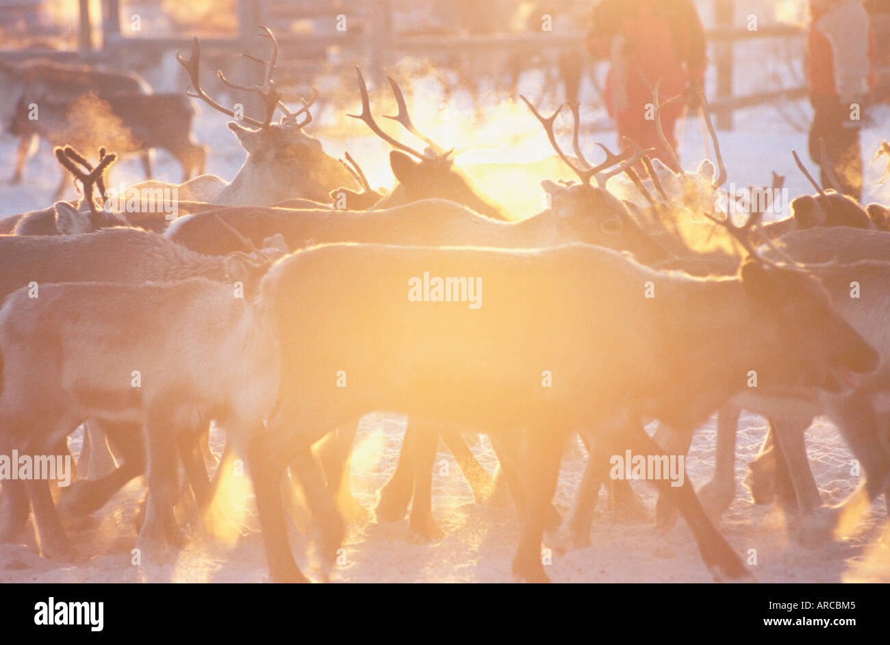 Reindeer herde hi-res stock photography and images - Alamy