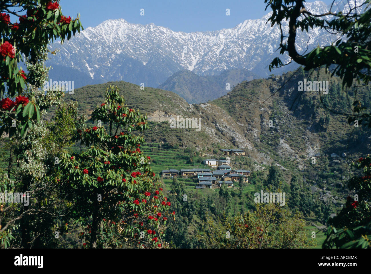 Gaddi High Resolution Stock Photography and Images - Alamy