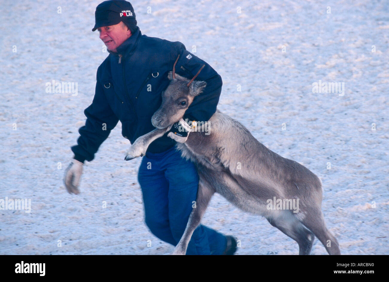 Reindeer catching hi-res stock photography and images - Alamy