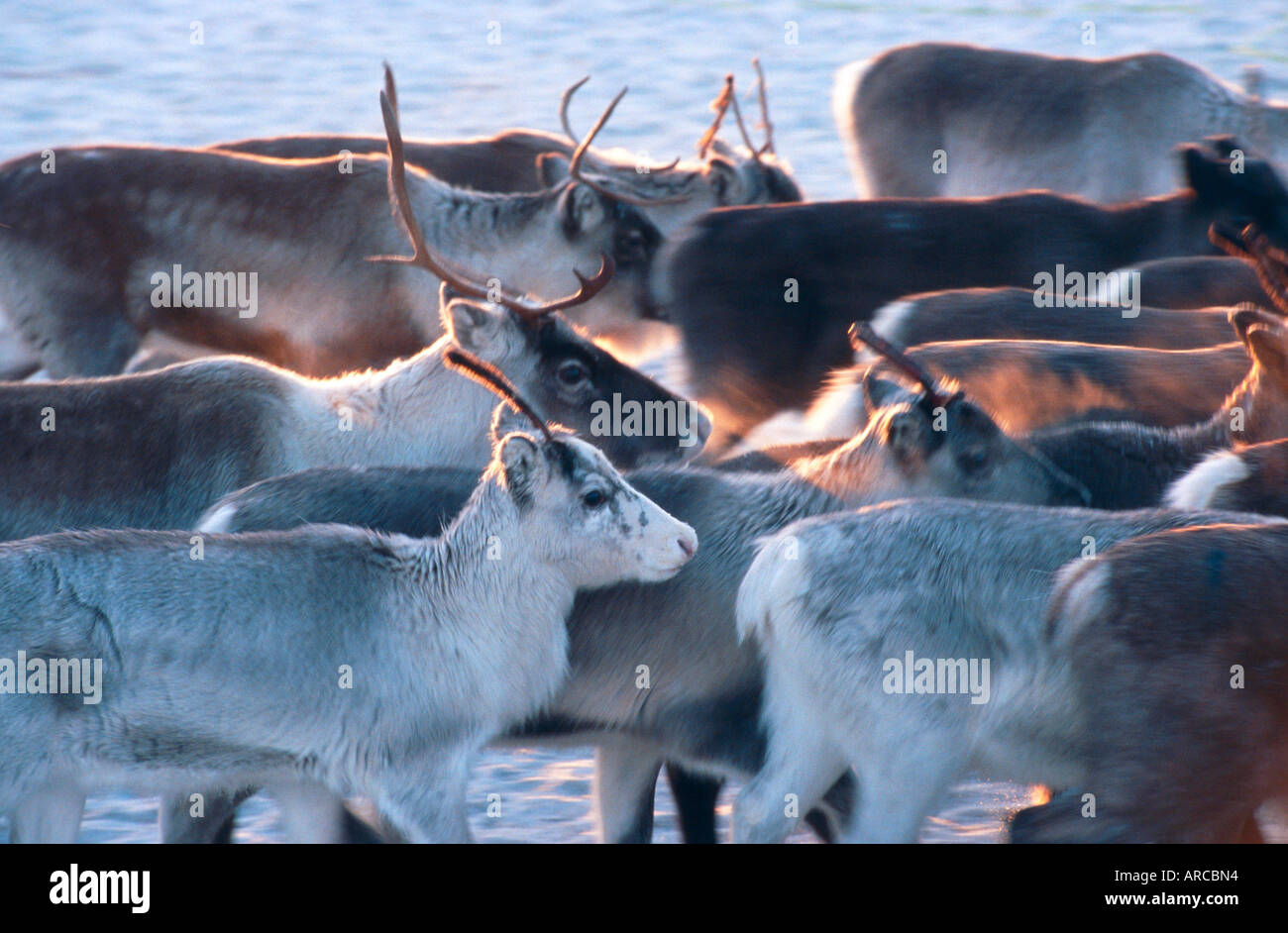 North european breeder but not the tundra hi-res stock photography and ...