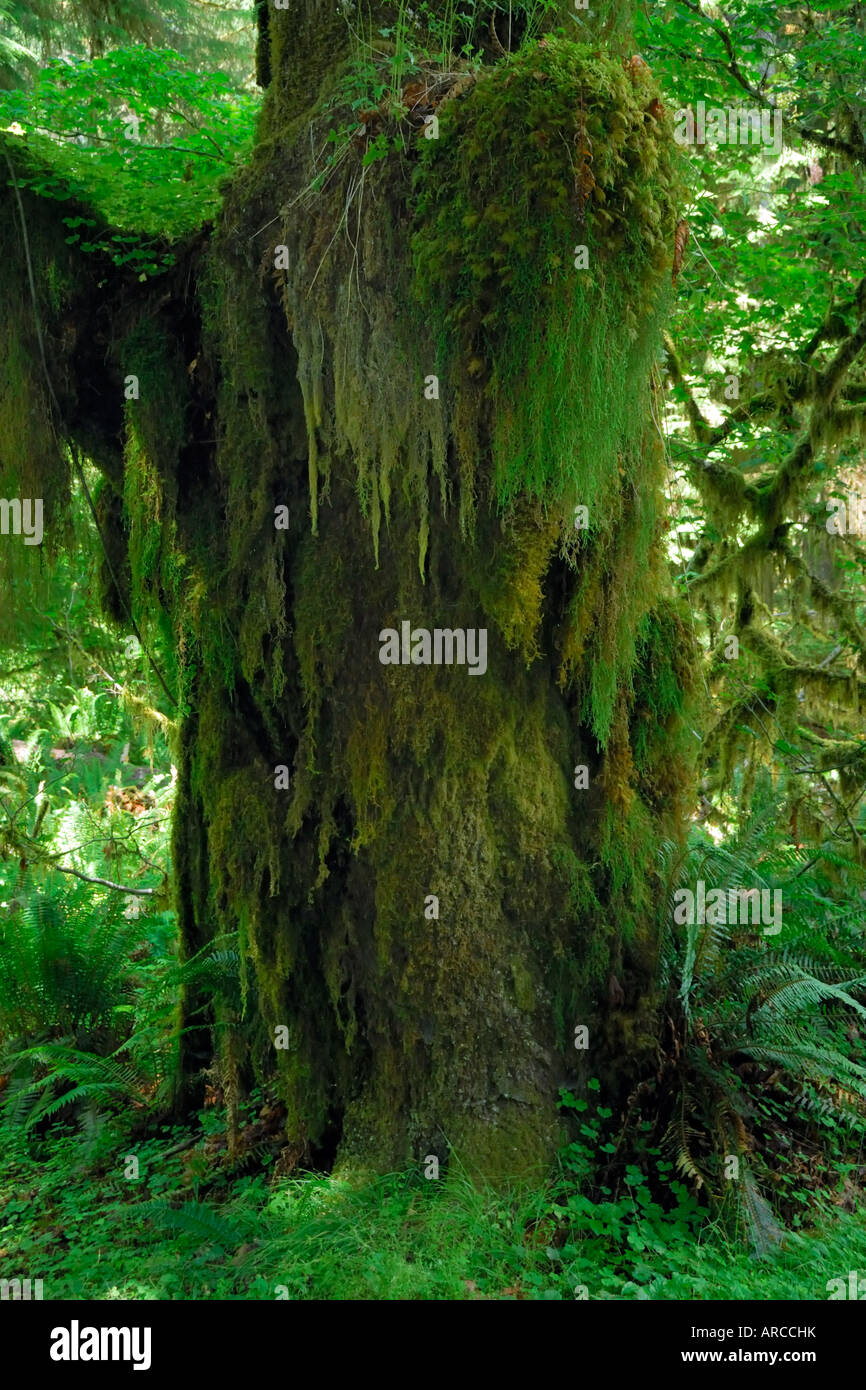The rain forest in the Olympic National Park in Washington USA Stock ...