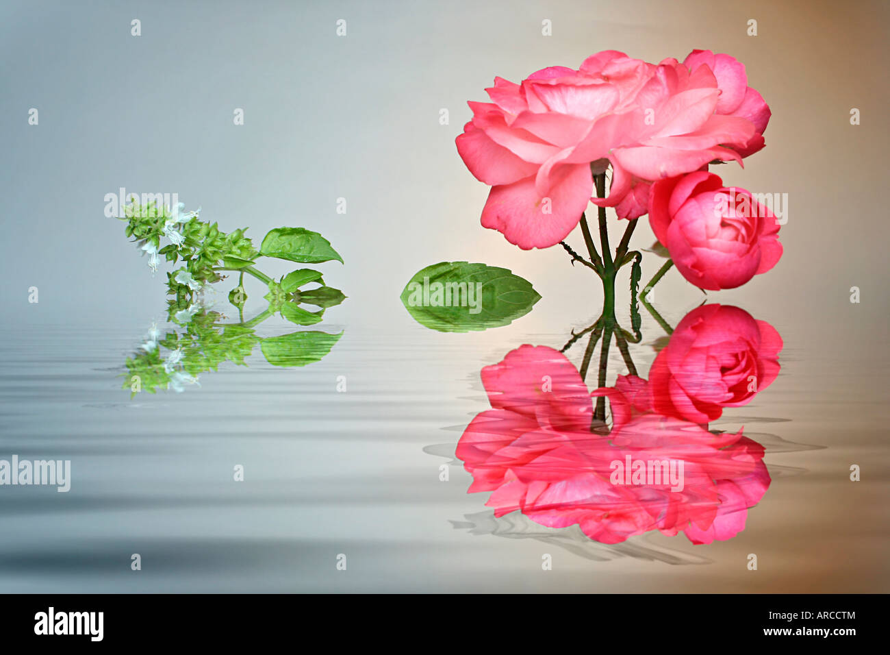 Red rose and its reflection in water Stock Photo - Alamy