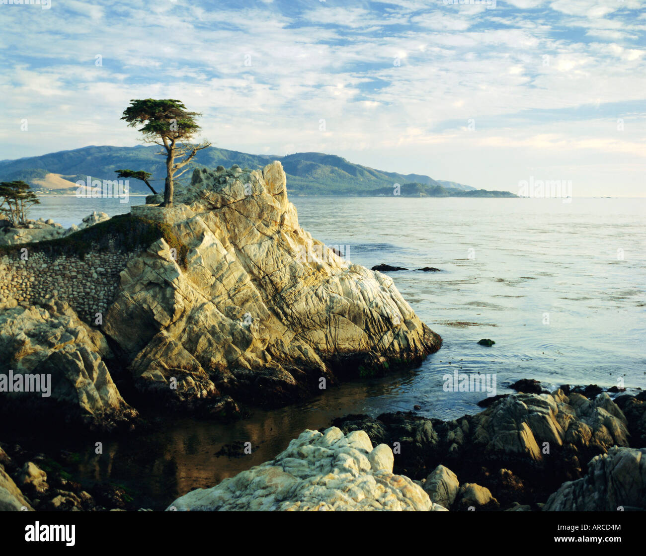 The Lone Cypress Tree on the coast, Carmel, California, USA Stock Photo ...