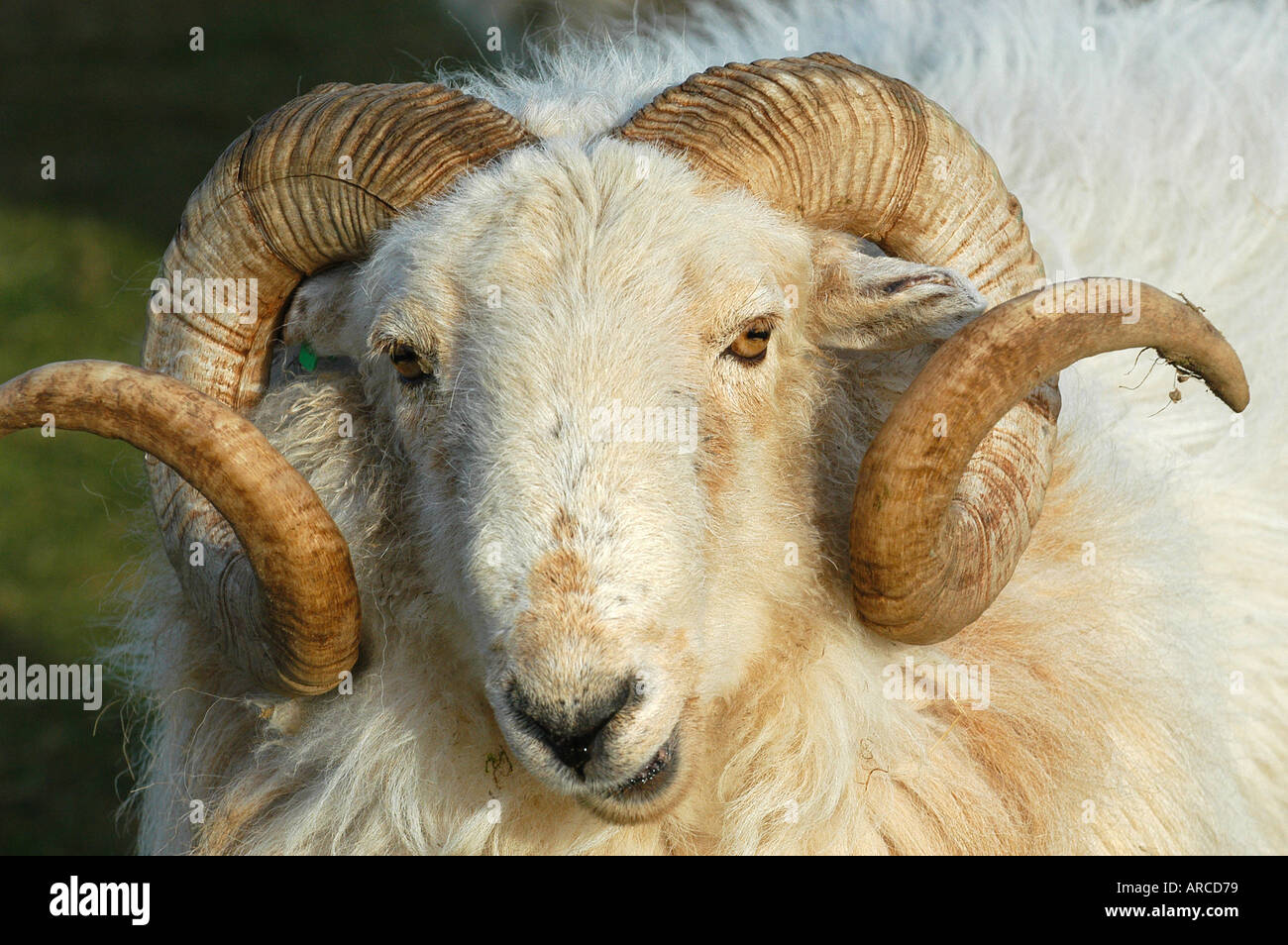 Ram Sheep