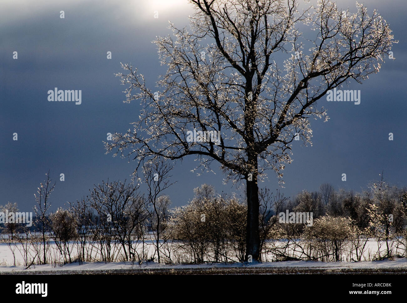 After ice storm tree hi-res stock photography and images - Alamy