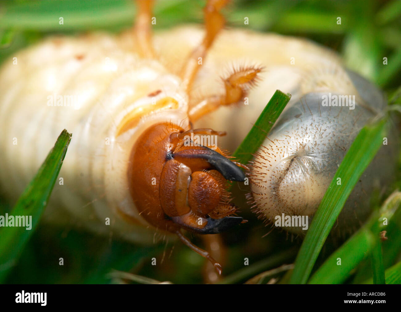 Chafer bug hi-res stock photography and images - Alamy