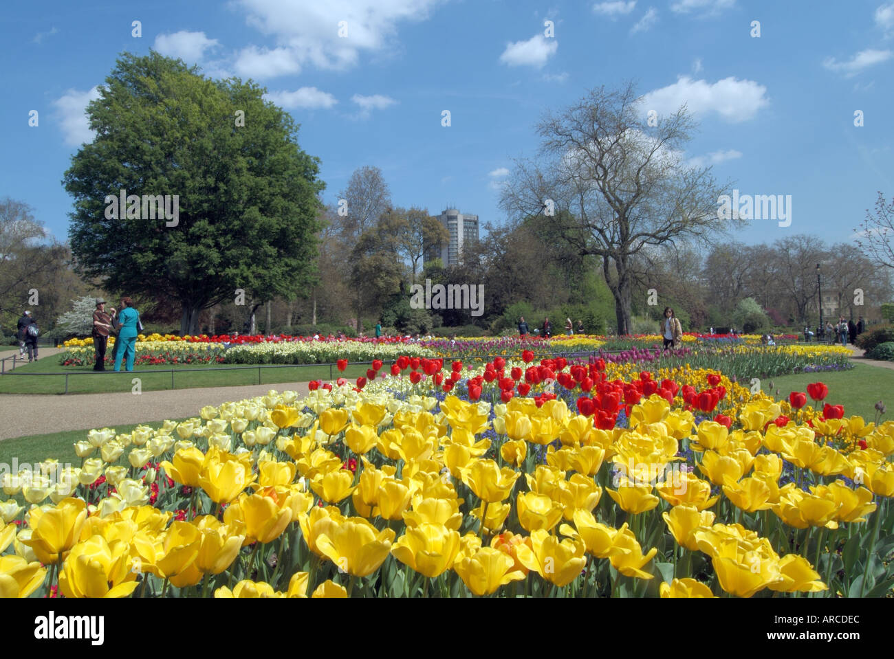 London Hyde Park close to Hyde Park corner springtime display of ...