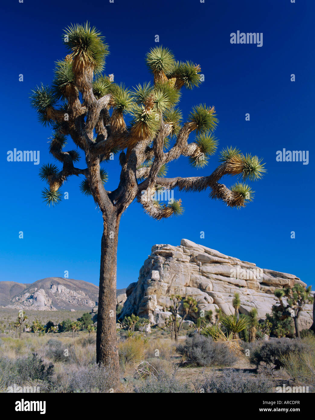 Vertical photo of a joshua tree hi-res stock photography and images - Alamy
