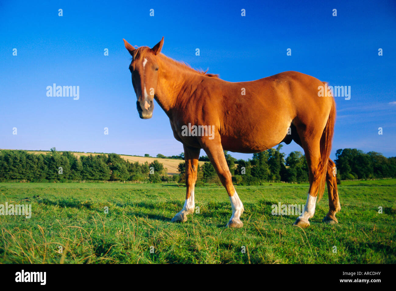 Chestnut horse hi-res stock photography and images - Alamy