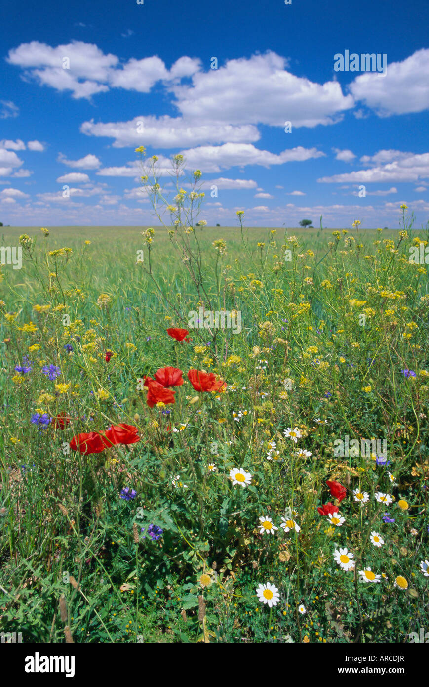 Field of wild flowers, near Utande, Guadalajara, Castilla-La Mancha ...