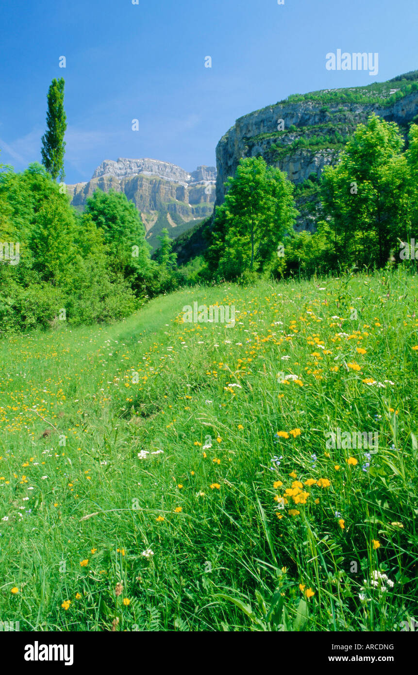 Field of spring flowers, near Torla, Huesca (Pyrennes), Aragon, Spain ...