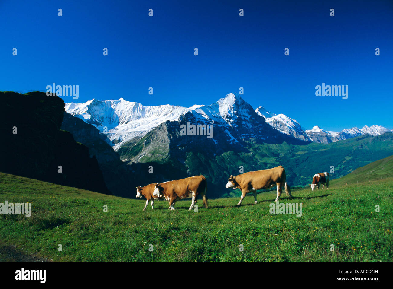 Cows in alpine meadow, Grindelwald, Bern, Bernese Oberland, Swiss Alps ...