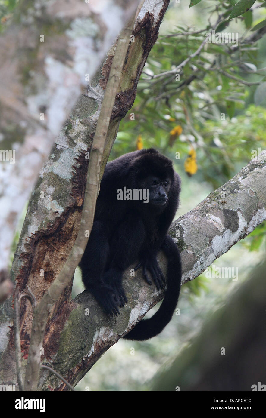 Black mantle howler monkey in tree, Costa Rica rainforest jungle ...