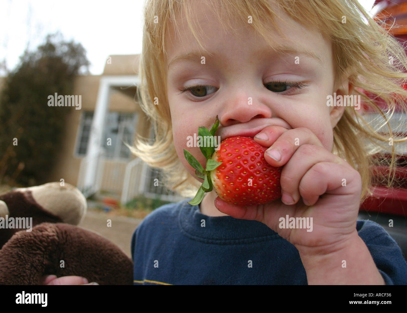 one year old eating a strawberry Stock Photo - Alamy