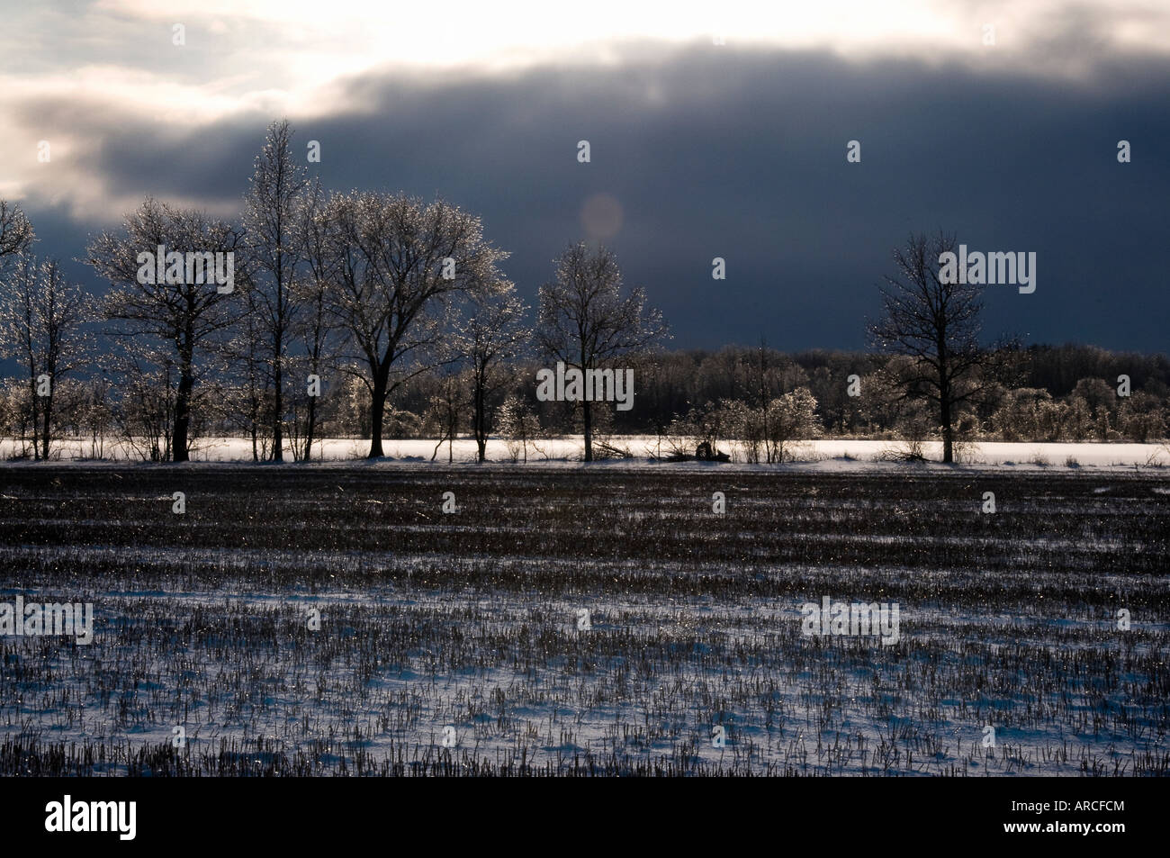 Ice coated trees in farmers field after ice storm Stock Photo - Alamy
