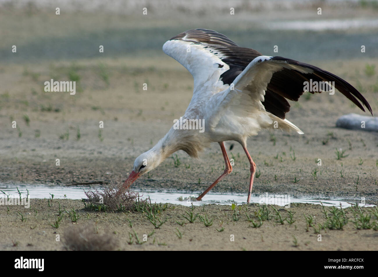 White stork browsing for food, Fuentedepiedra lagoon, Spain Stock Photo ...