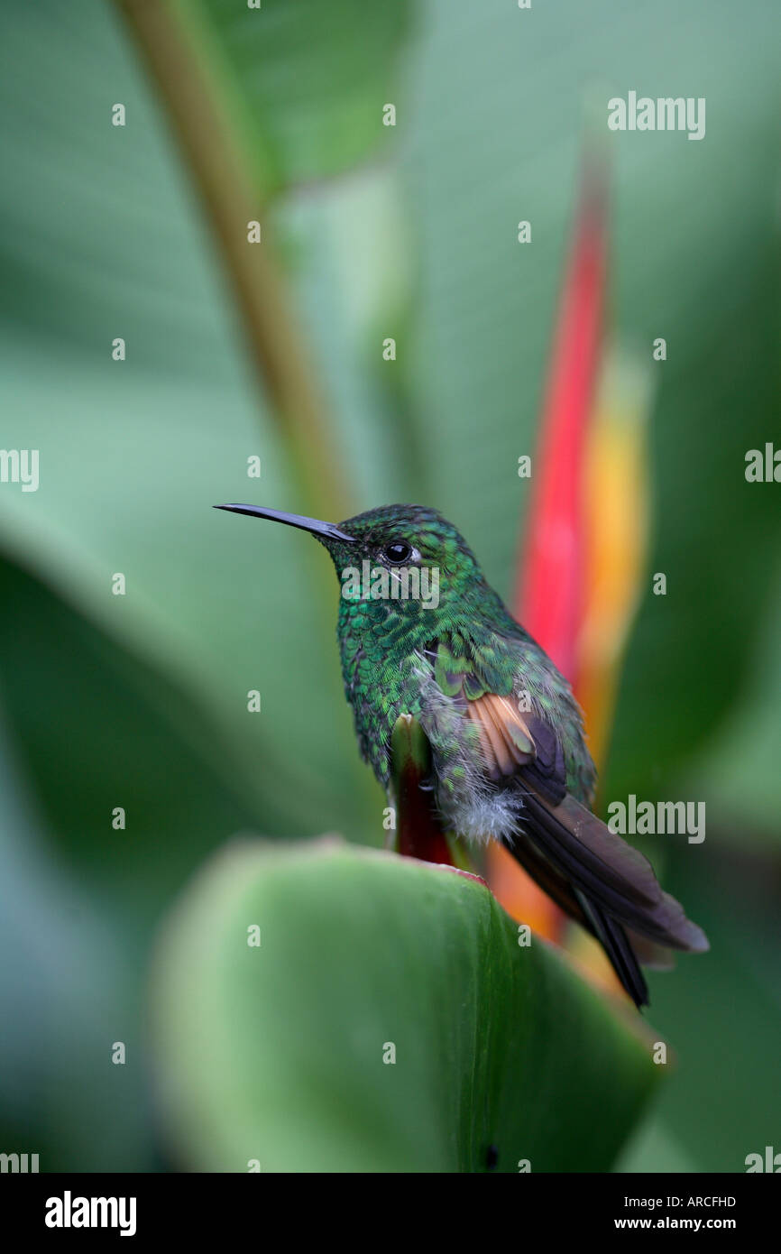 Humming bird on bright colour plant in Costa Rica rainforest jungle ...
