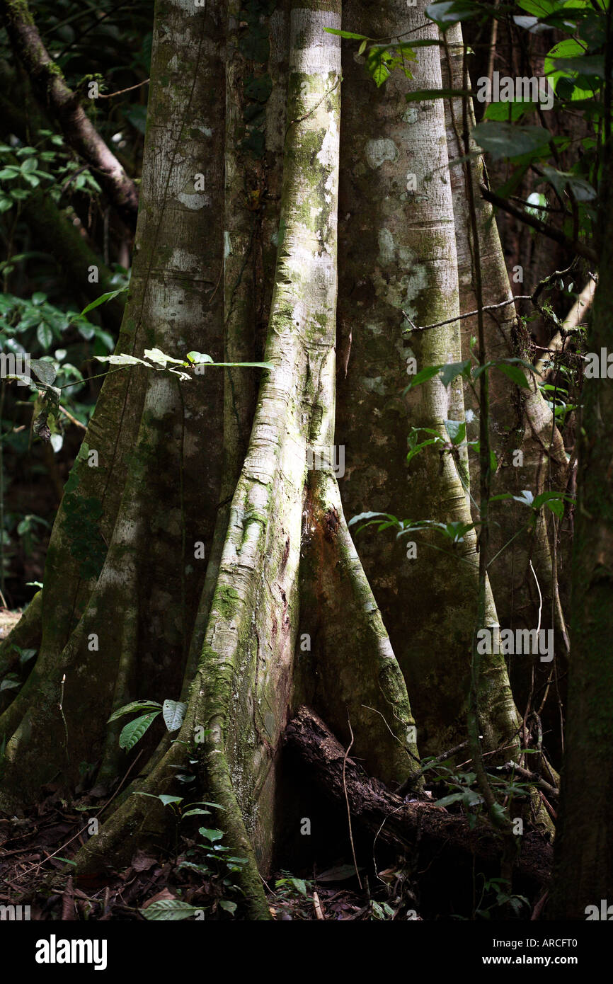 Buttress tree roots in Costa Rican rainforest jungle, Costa Rica ...