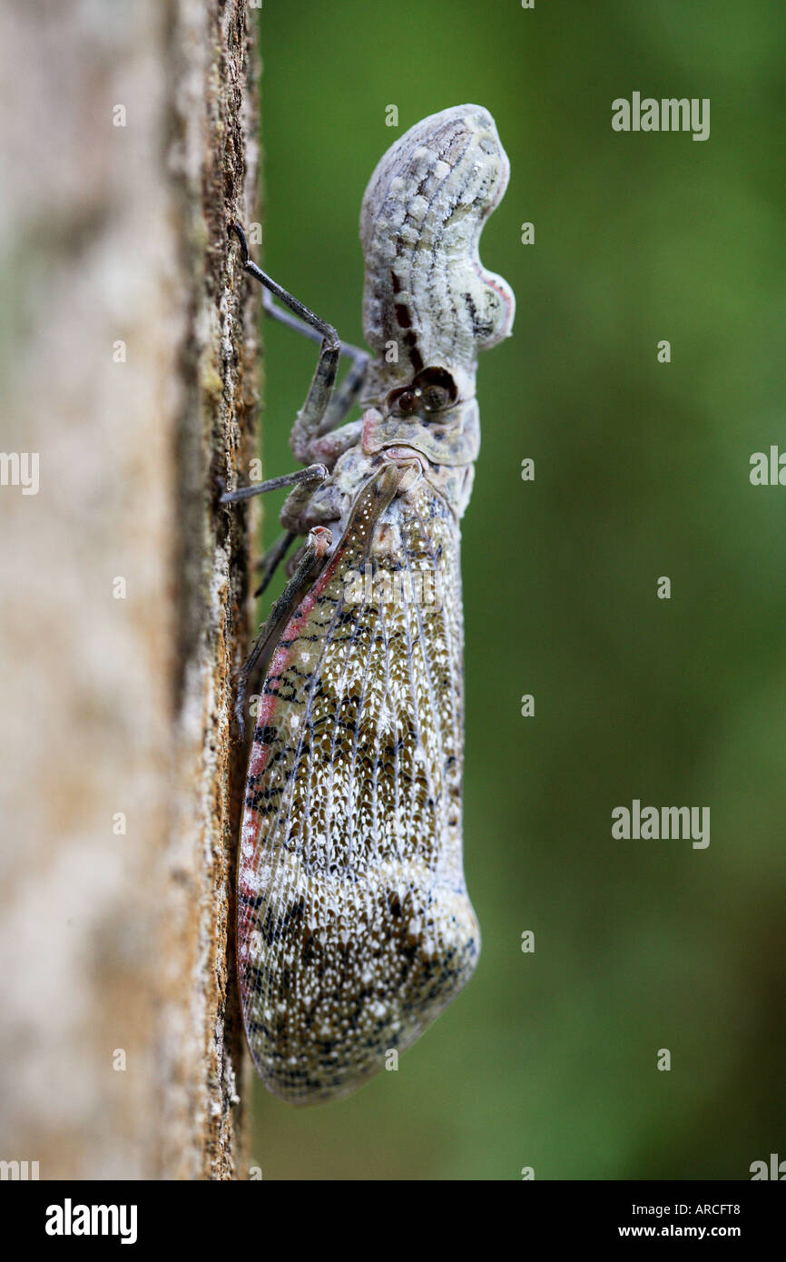 Peanut head insect in natural habitat on bark of tree in Costa Rica ...