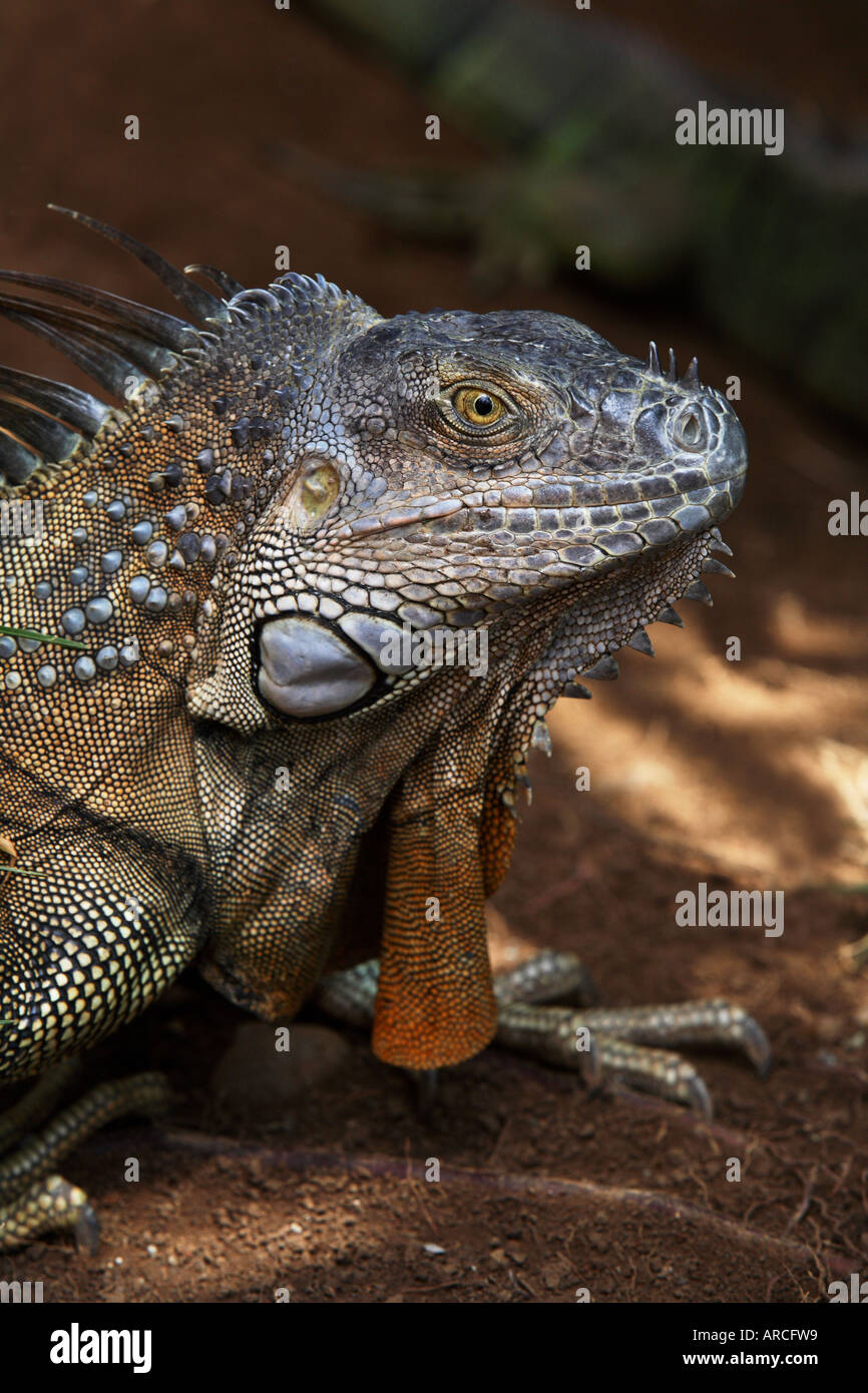 Close up portrait of head and face of Green iguana showing spines on ...