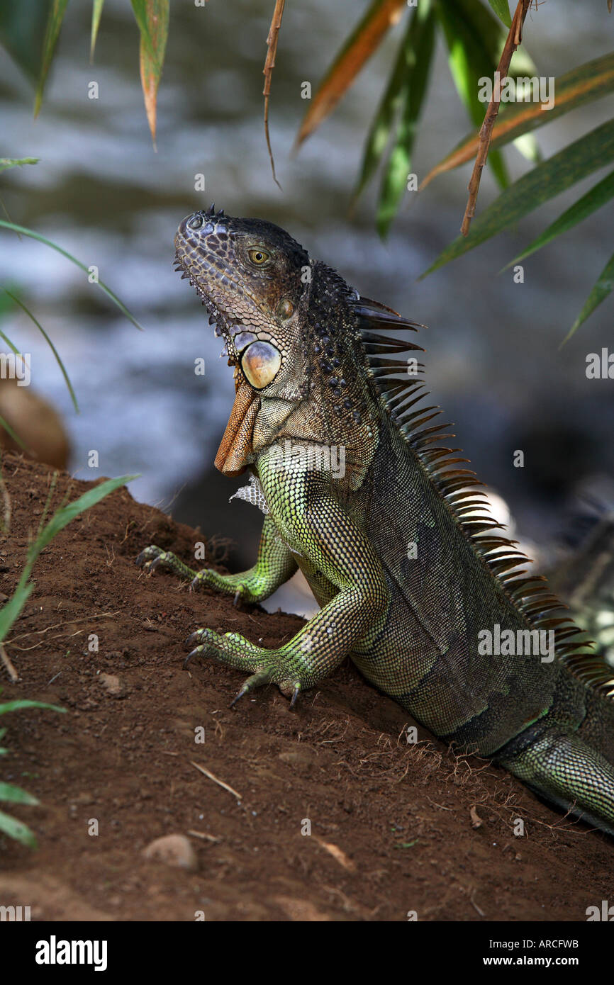 Three quarter portrait of Green iguana showing spines on back, Costa ...