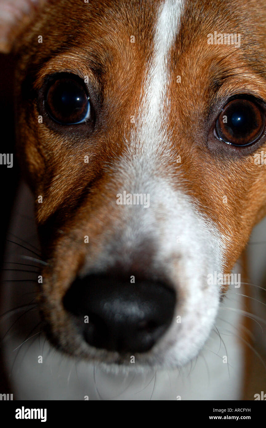Face of a dog Stock Photo - Alamy