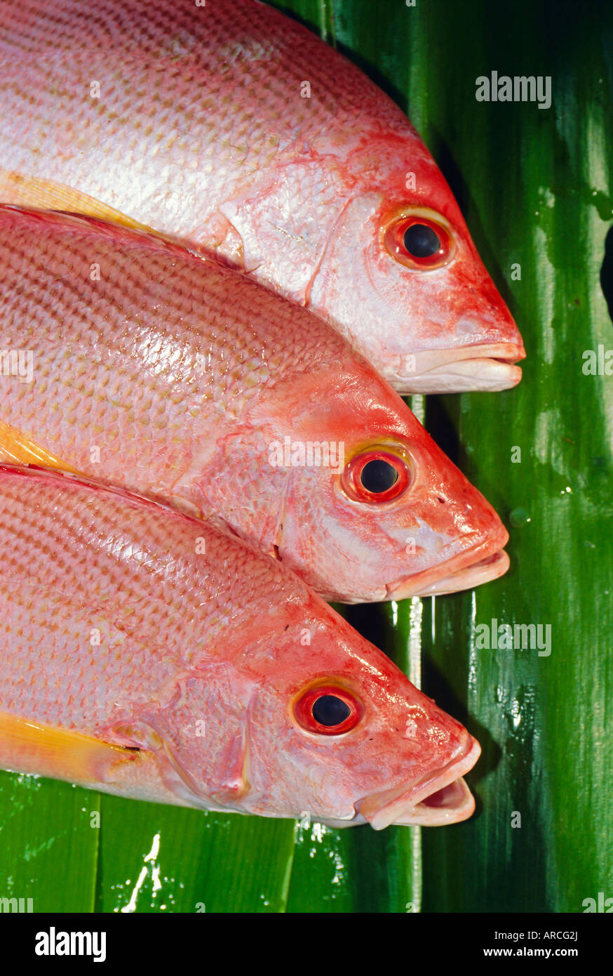 Red Snapper, Fiji, Pacific Islands Stock Photo - Alamy