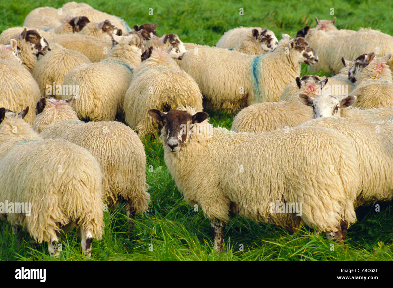 Sheep, Yorkshire, England, UK, Europe Stock Photo - Alamy
