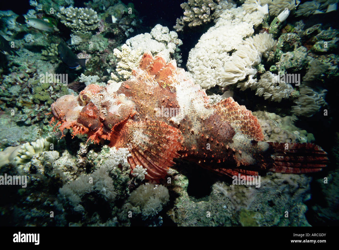 Deadly stone fish, off Sharm el-Sheikh, Sinai, Red Sea, Egypt, North ...